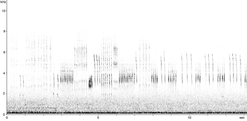 Sedge Warbler Sonogram > Fraser's Birding Website