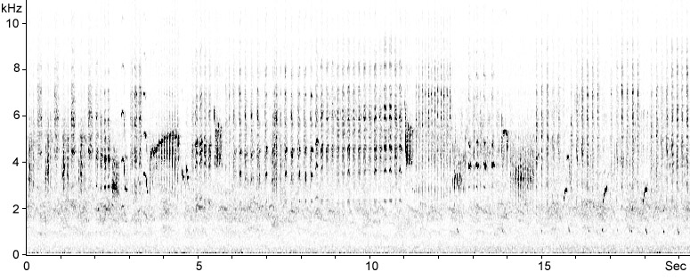 Sedge Warbler Sonogram > Fraser's Birding Website