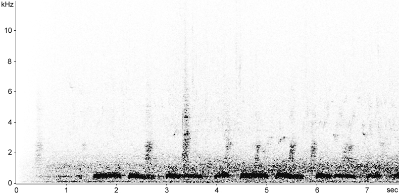 Wood Pigeon Sonogram > Fraser's Birding Website